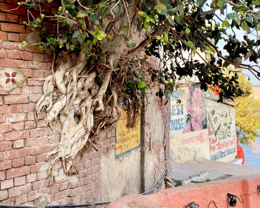 varanasi, a tree grows | Soo Yoon Yoga